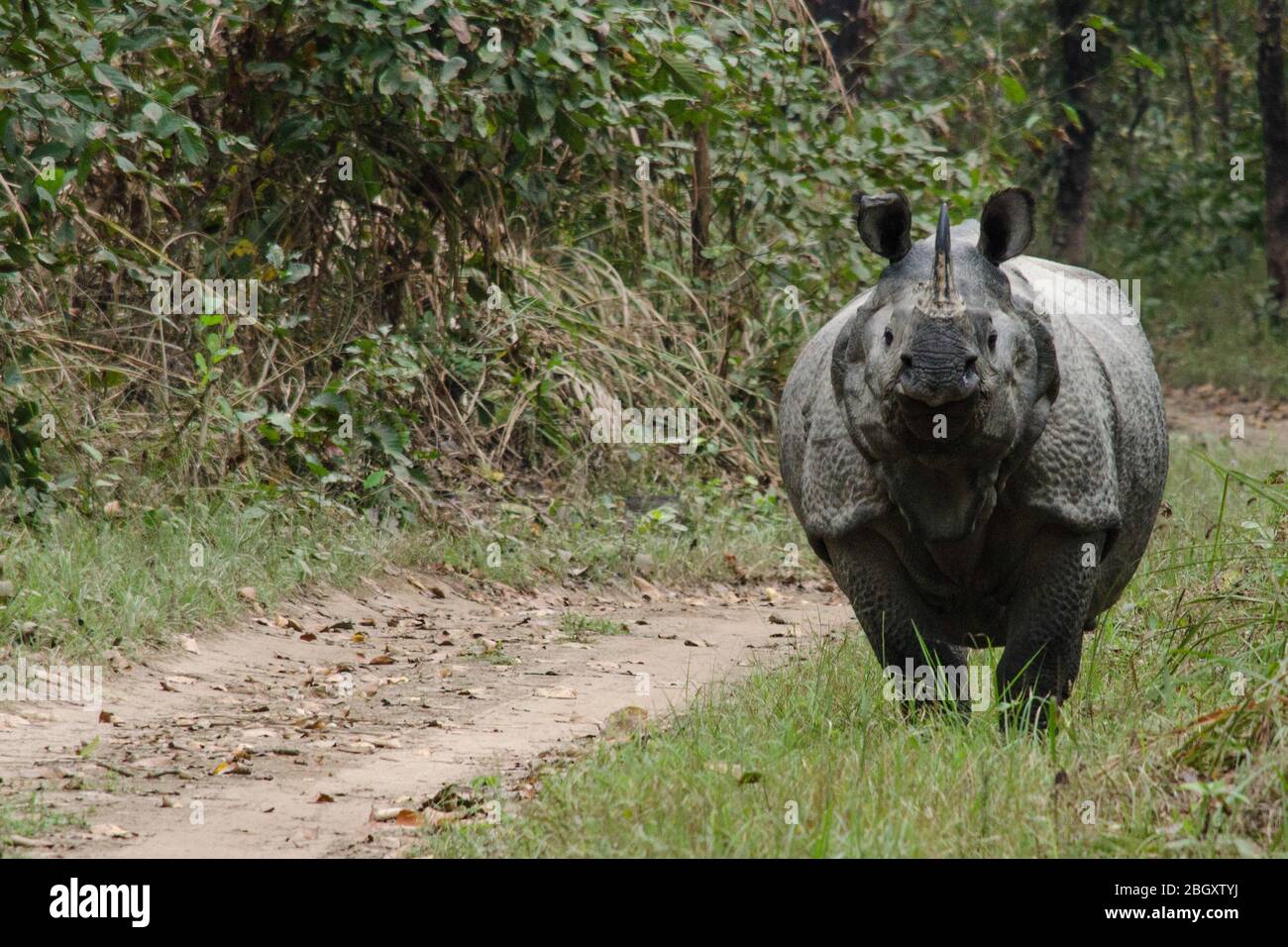 rhinoceros, plural rhinoceroses, rhinoceros, or rhinoceri, any of five ...