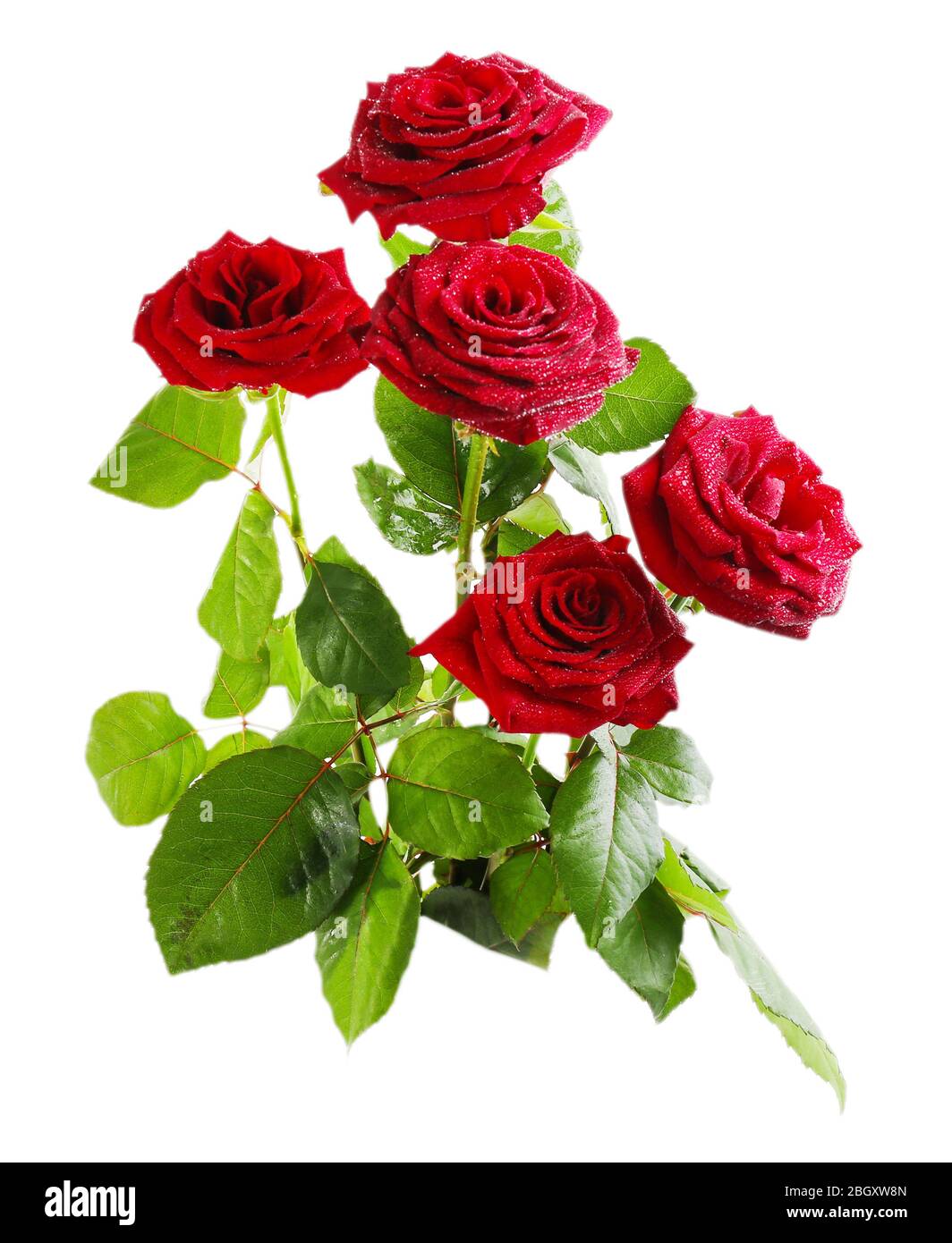 Beautiful red roses isolated on white Stock Photo - Alamy