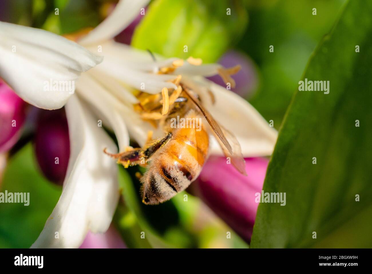 Nature Image Lemon Tree Blooms Stock Photo - Alamy