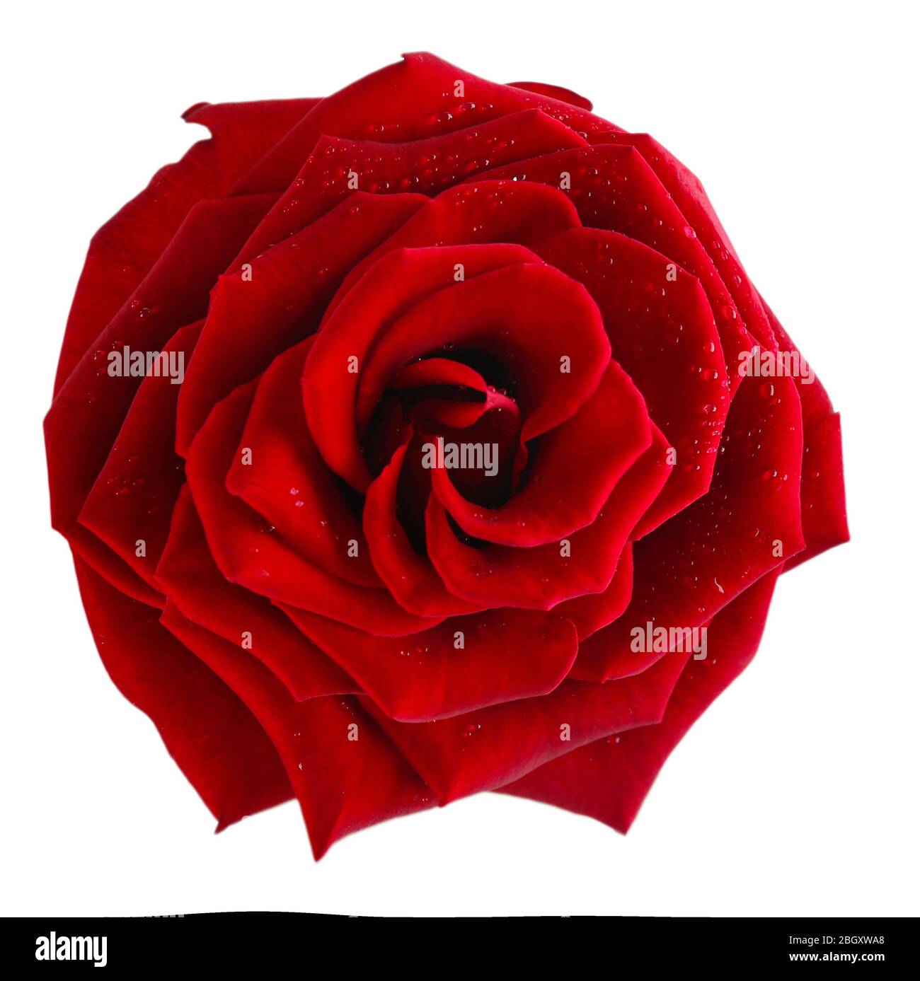 Beautiful red rose isolated on white Stock Photo - Alamy