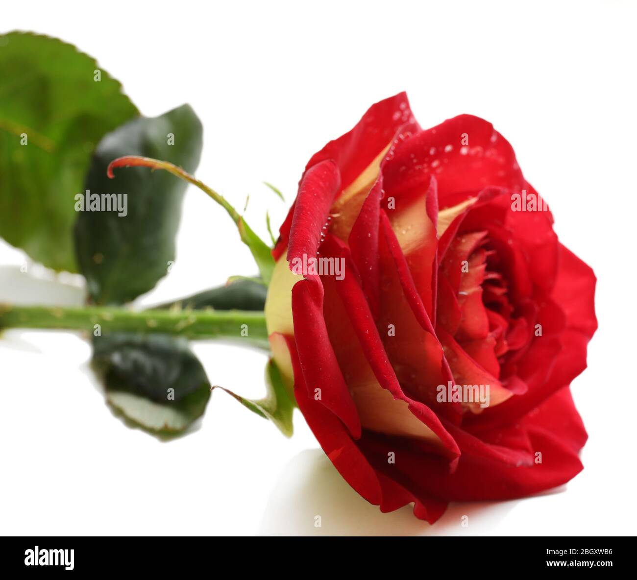 Beautiful red rose isolated on white Stock Photo - Alamy