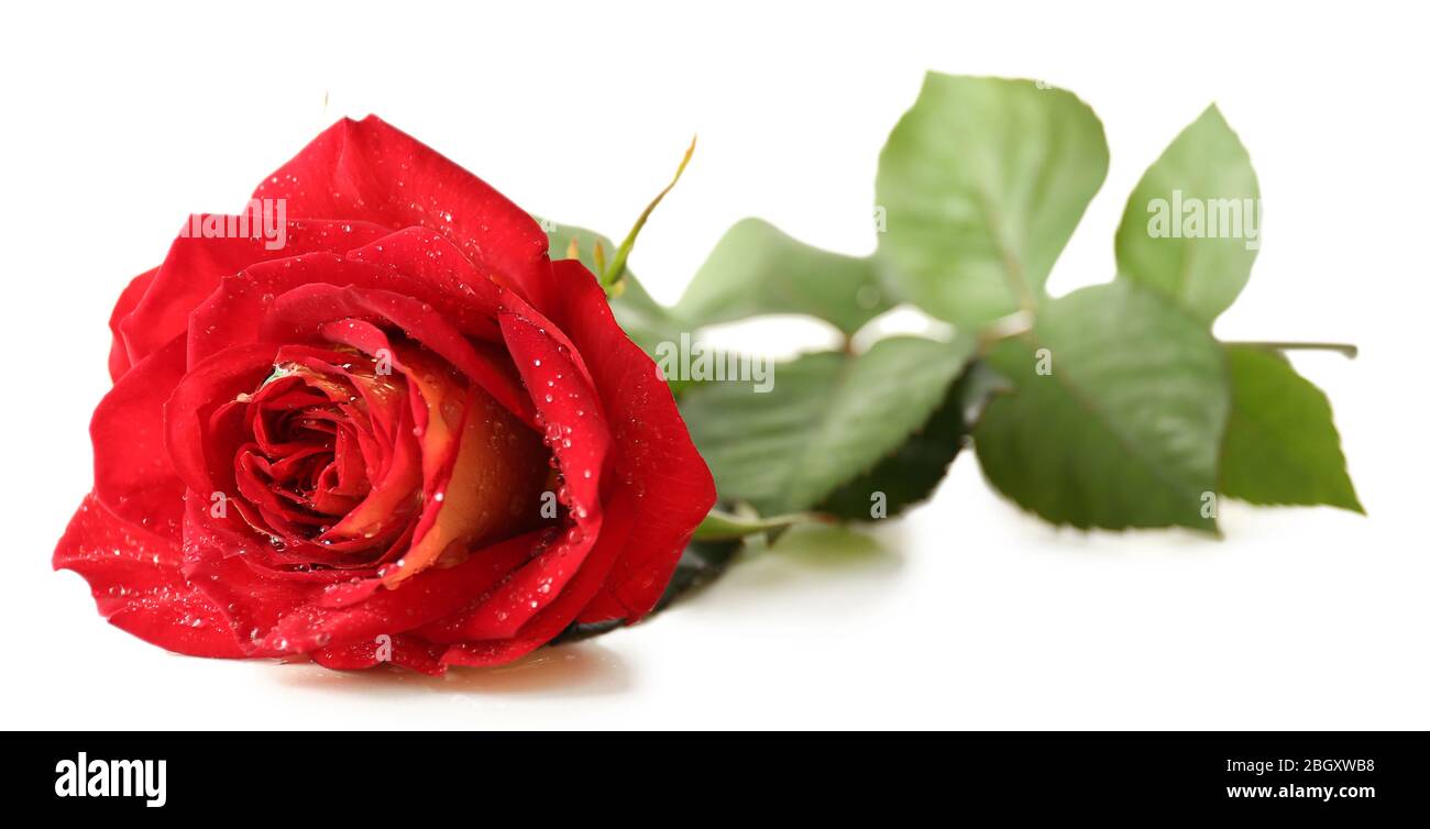 Beautiful red rose isolated on white Stock Photo - Alamy