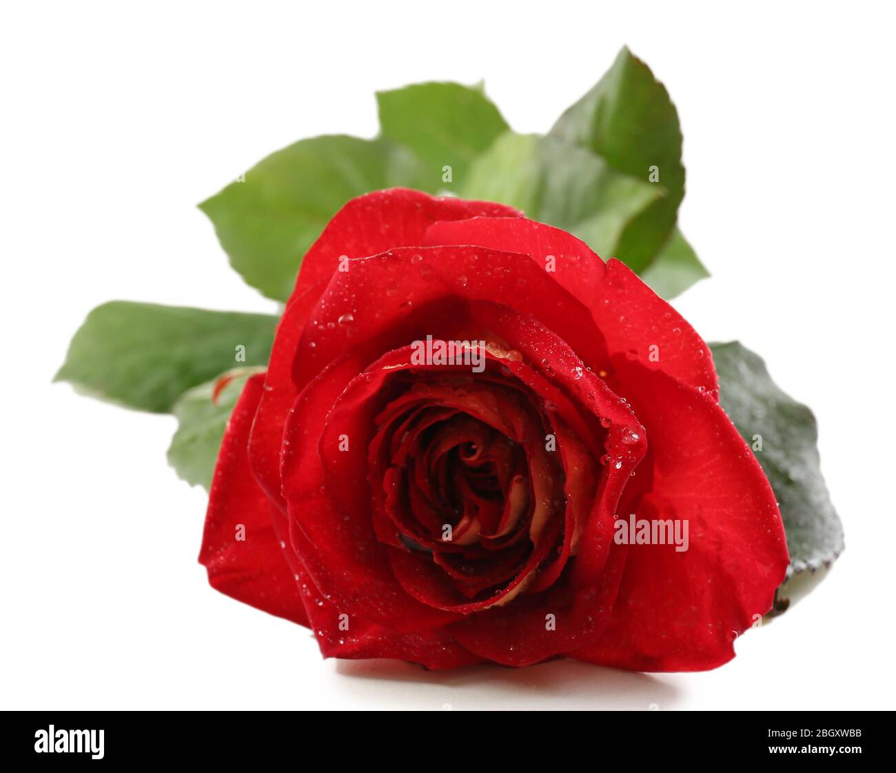 Beautiful red rose isolated on white Stock Photo - Alamy