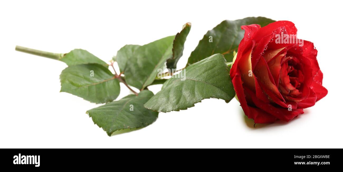 Beautiful red rose isolated on white Stock Photo - Alamy