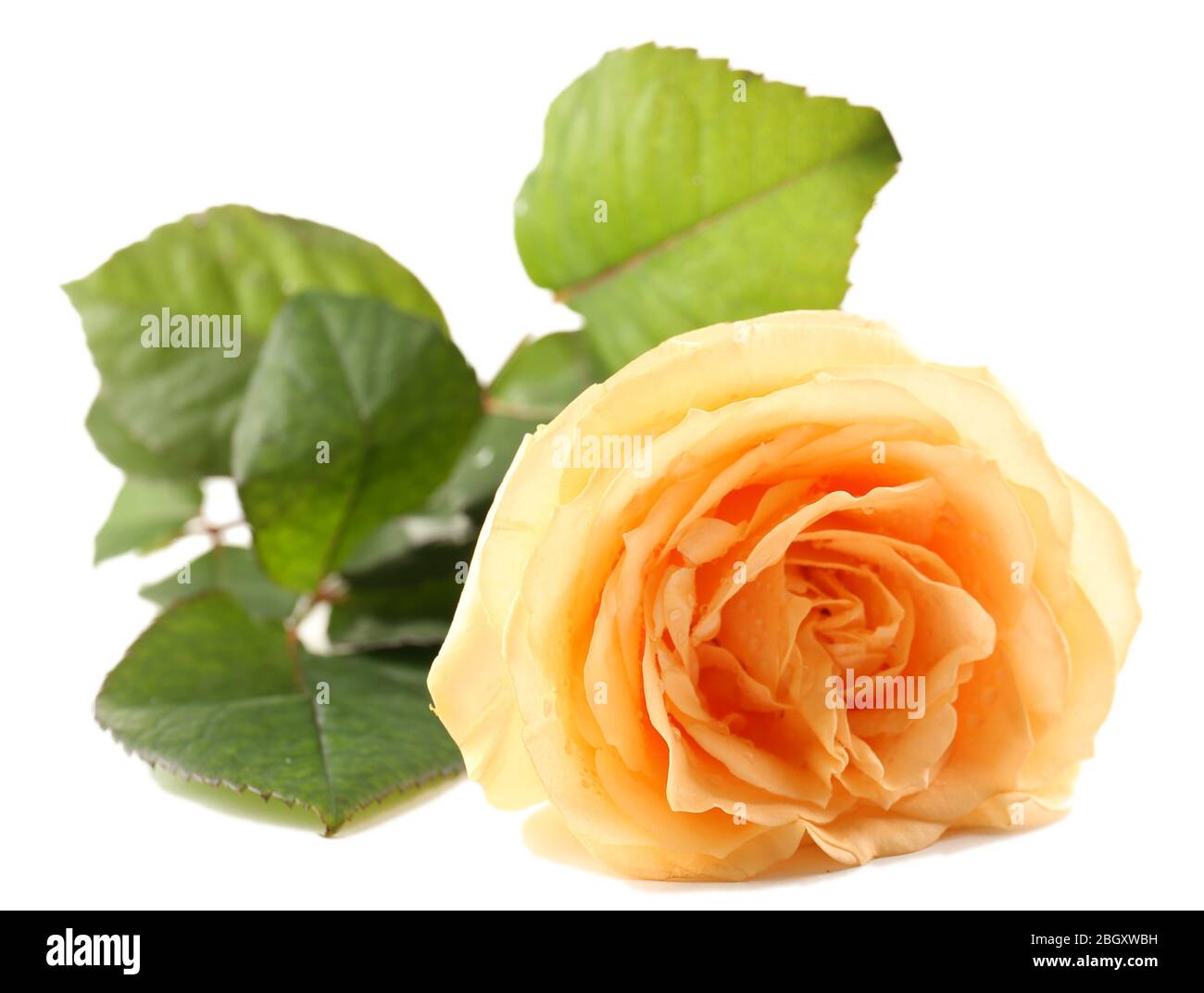 Beautiful orange rose isolated on white Stock Photo - Alamy