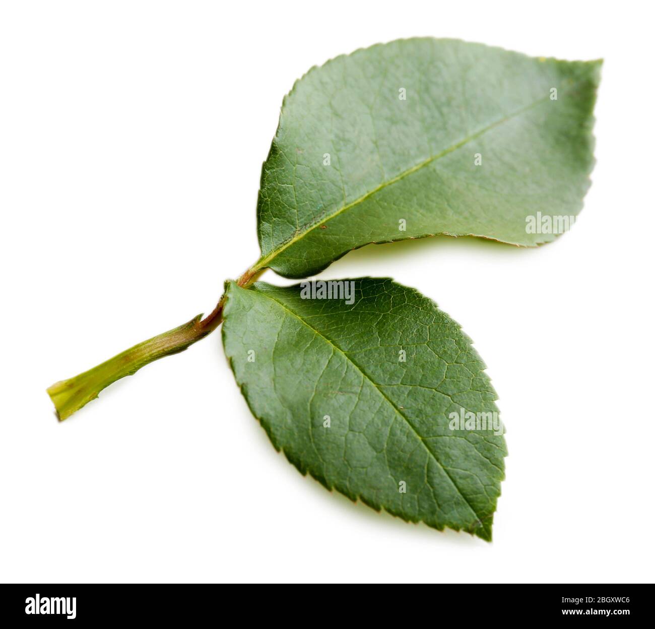 Rose leafs isolated on white Stock Photo - Alamy