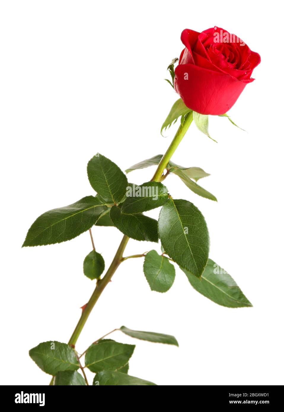 Beautiful red rose isolated on white Stock Photo - Alamy