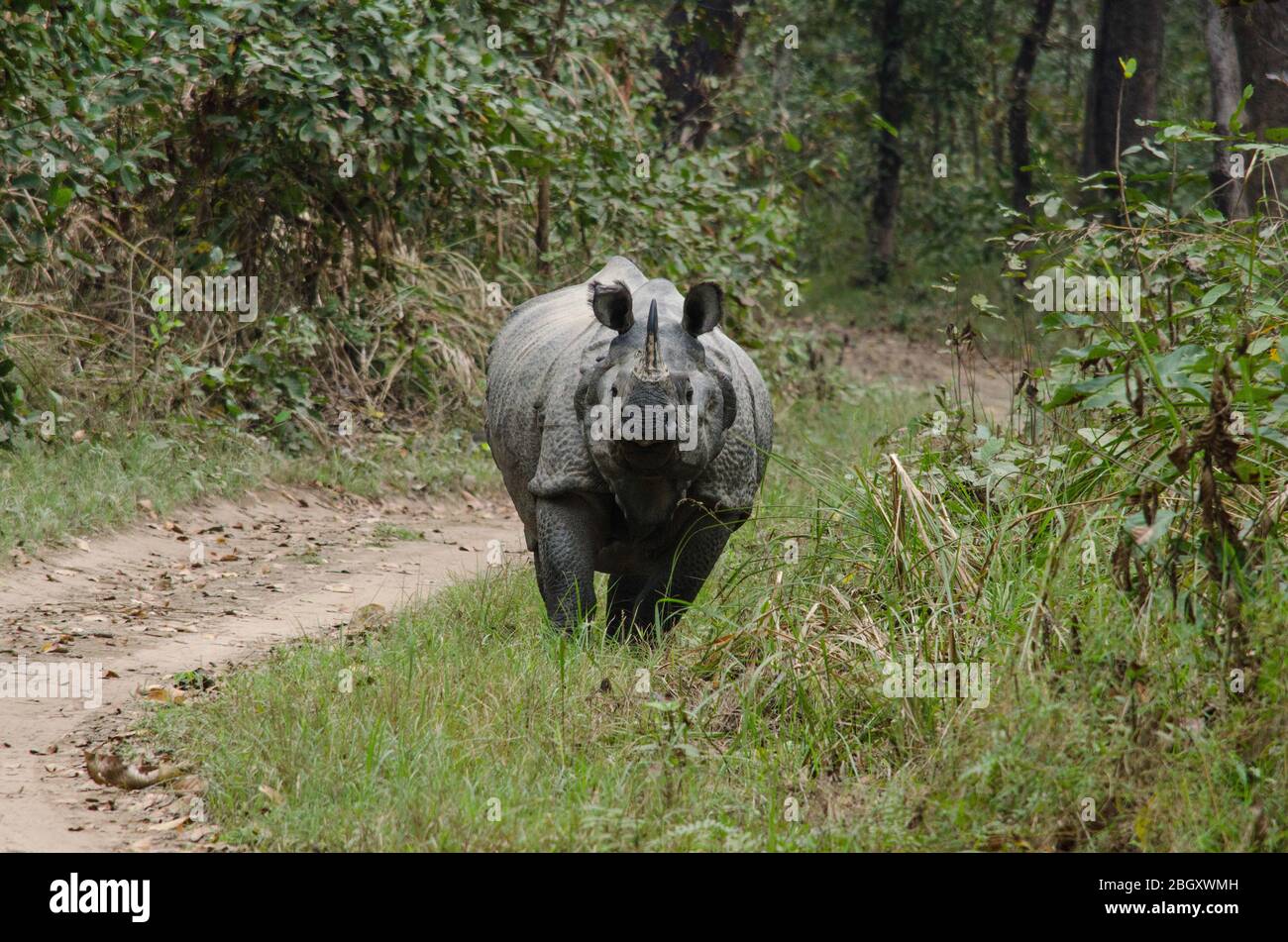 rhinoceros, plural rhinoceroses, rhinoceros, or rhinoceri, any of five ...