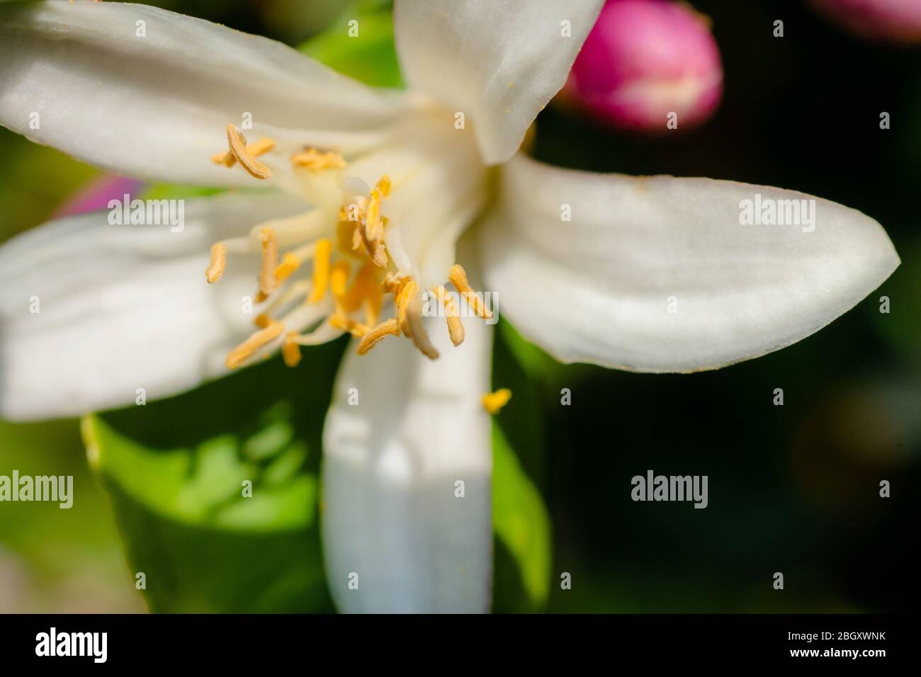 Nature Image Lemon Tree Blooms Stock Photo - Alamy