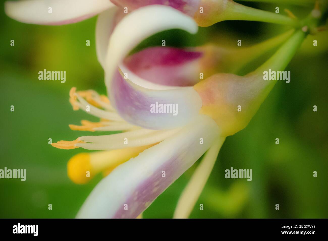 Nature Image Lemon Tree Blooms Stock Photo - Alamy