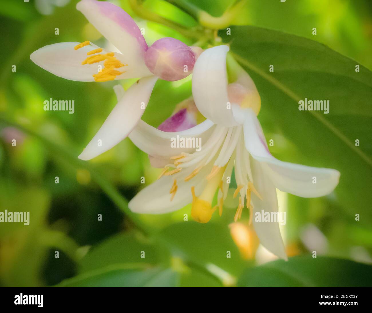 Nature Image Lemon Tree Blooms Stock Photo - Alamy