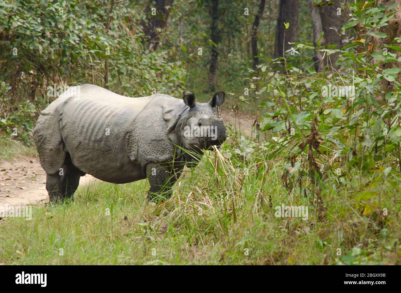 Rhinoceri High Resolution Stock Photography and Images - Alamy