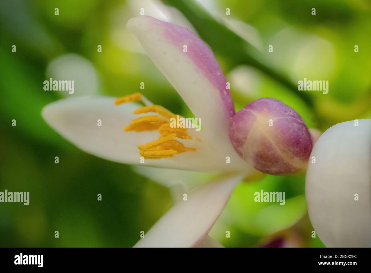 Nature Image Lemon Tree Blooms Stock Photo - Alamy
