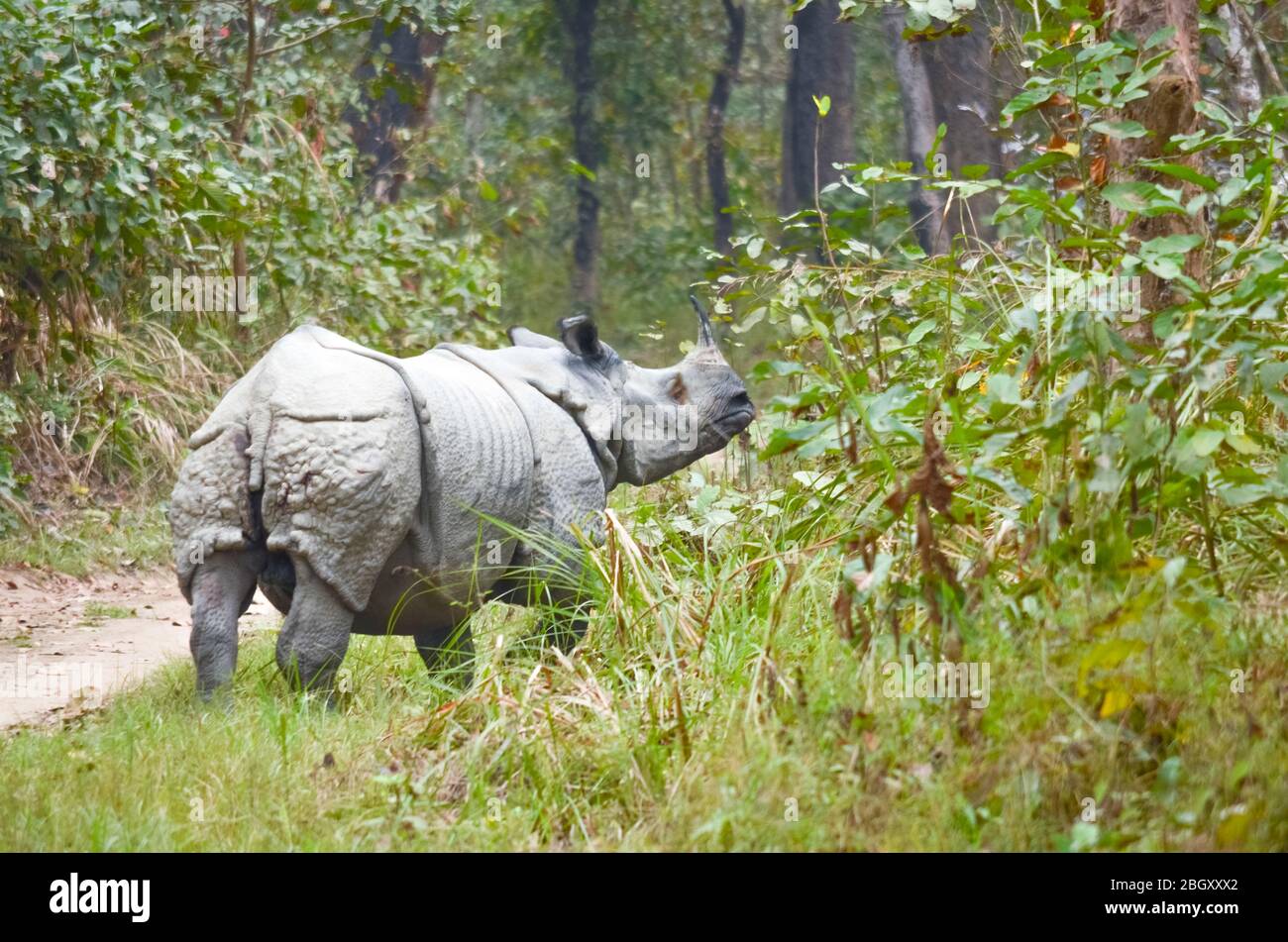 rhinoceros, plural rhinoceroses, rhinoceros, or rhinoceri, any of five ...