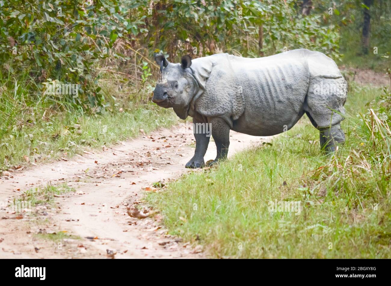 rhinoceros, plural rhinoceroses, rhinoceros, or rhinoceri, any of five ...