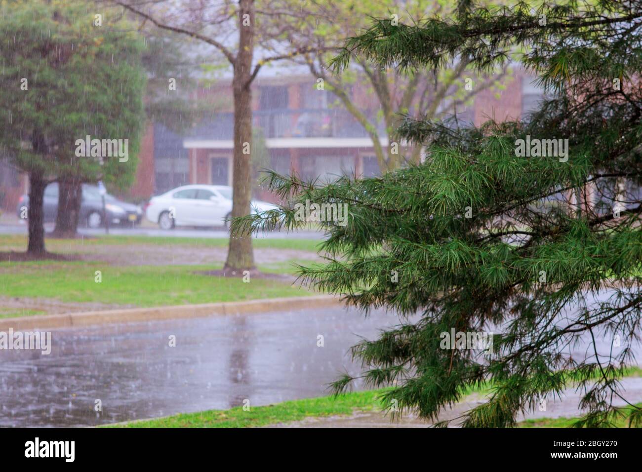 Rainwater dripping the rainy season apartment trees under during heavy ...