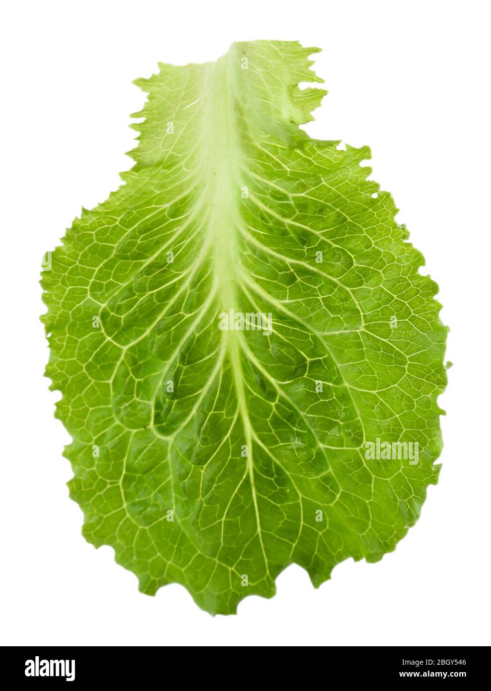 Green lettuce isolated on white Stock Photo - Alamy