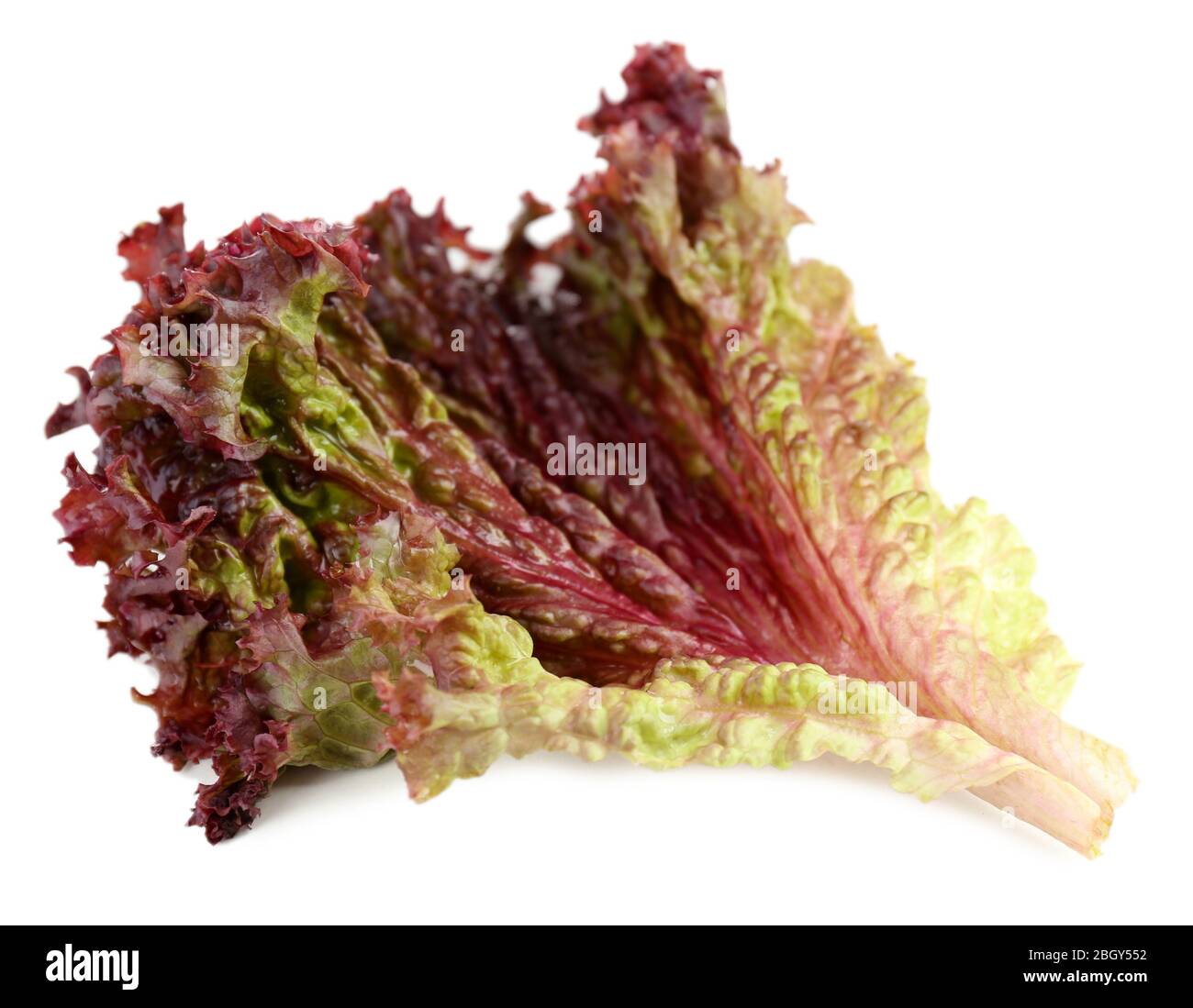 Purple lettuce on garden Cut Out Stock Images & Pictures - Alamy