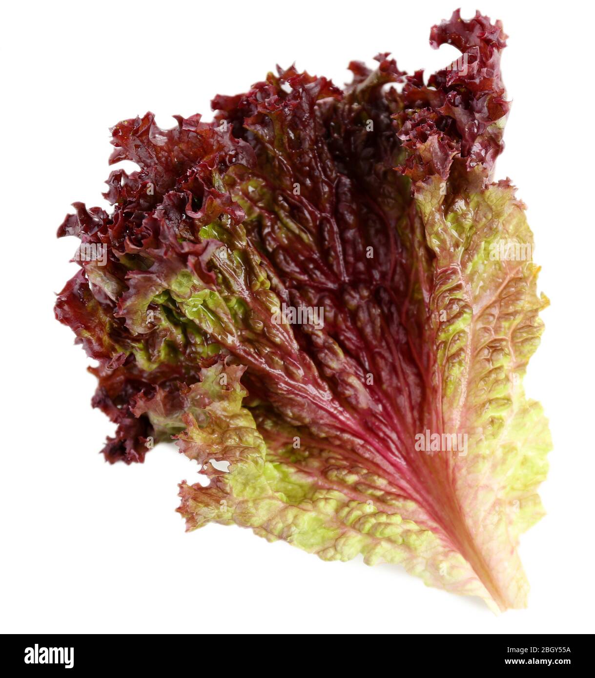 Purple lettuce on garden Cut Out Stock Images & Pictures - Alamy
