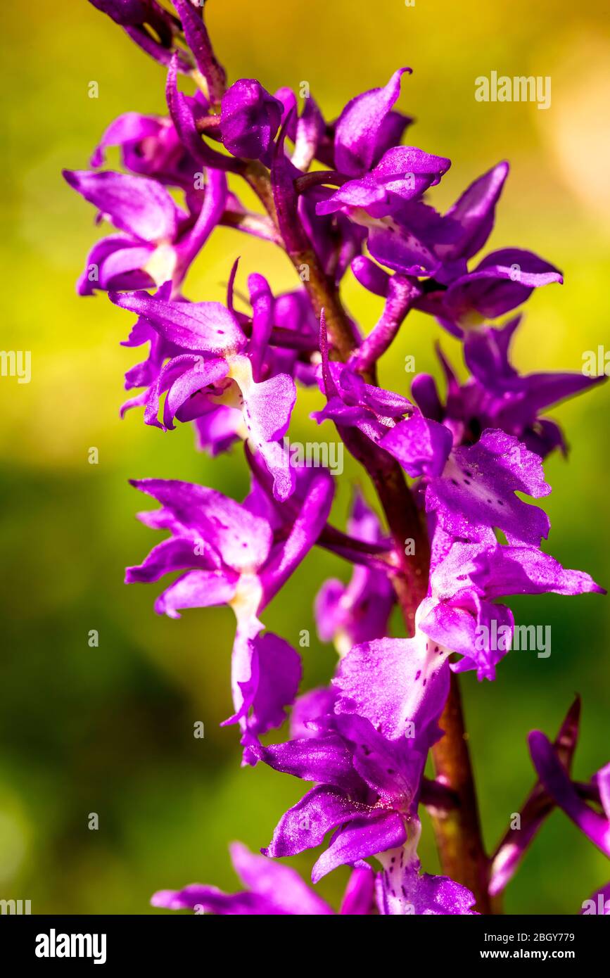 wild orchids in Germany in spring in a forest Stock Photo - Alamy