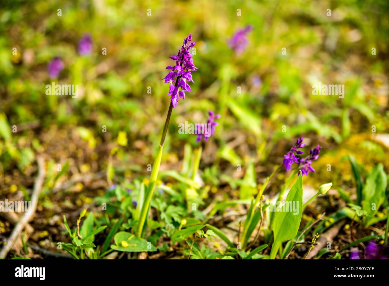 wild orchids in Germany in spring in a forest Stock Photo - Alamy