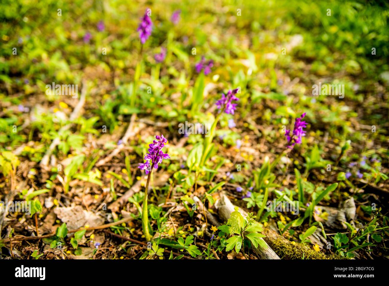 wild orchids in Germany in spring in a forest Stock Photo - Alamy