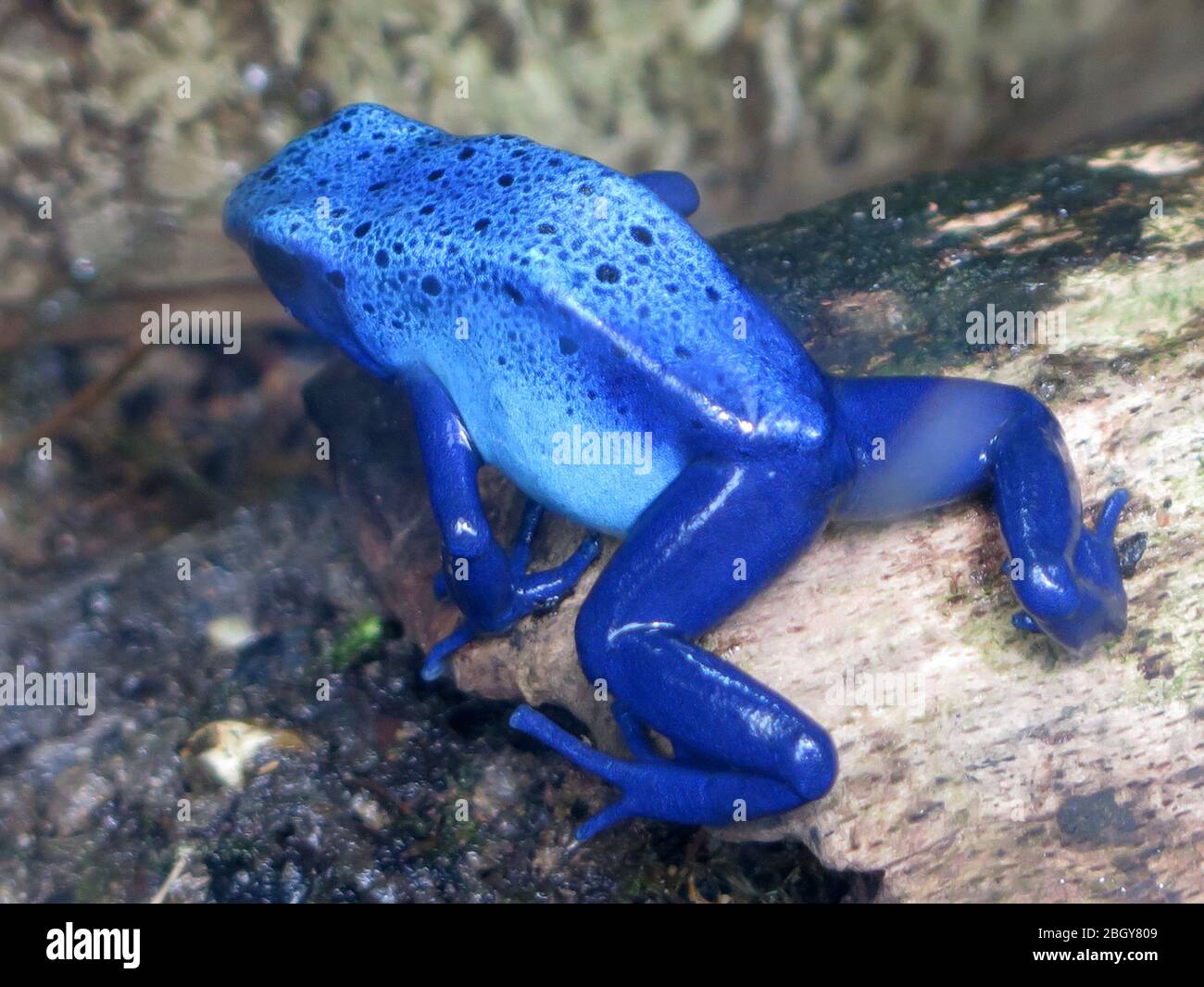 Rainforest temperature hi-res stock photography and images - Alamy