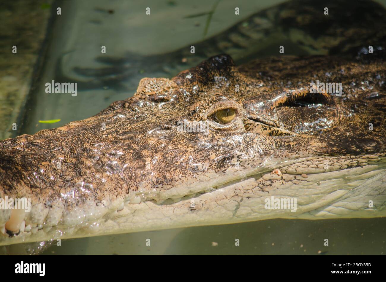 crocodiles are large aquatic reptiles that live throughout the tropics ...