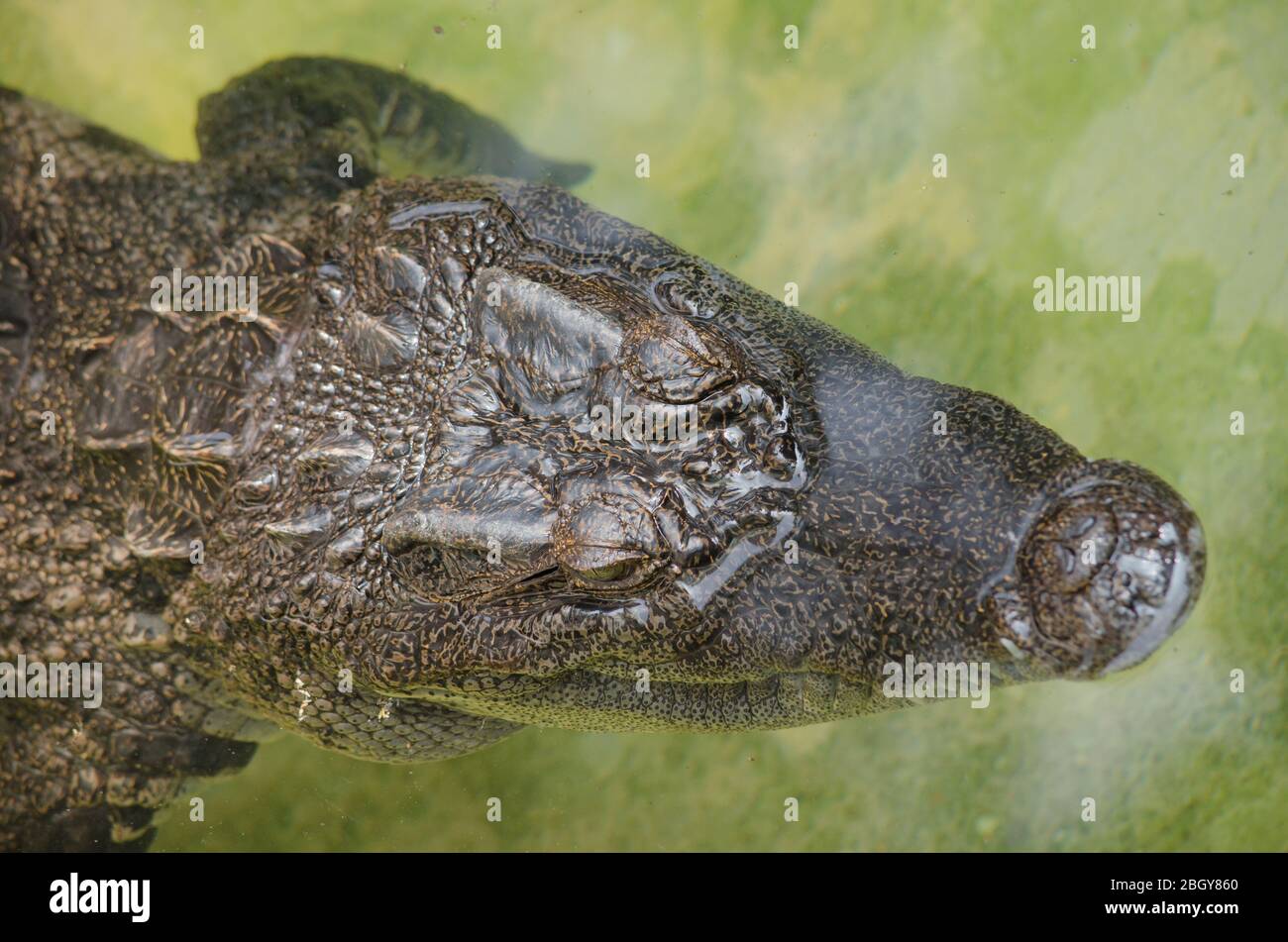 crocodiles are large aquatic reptiles that live throughout the tropics ...