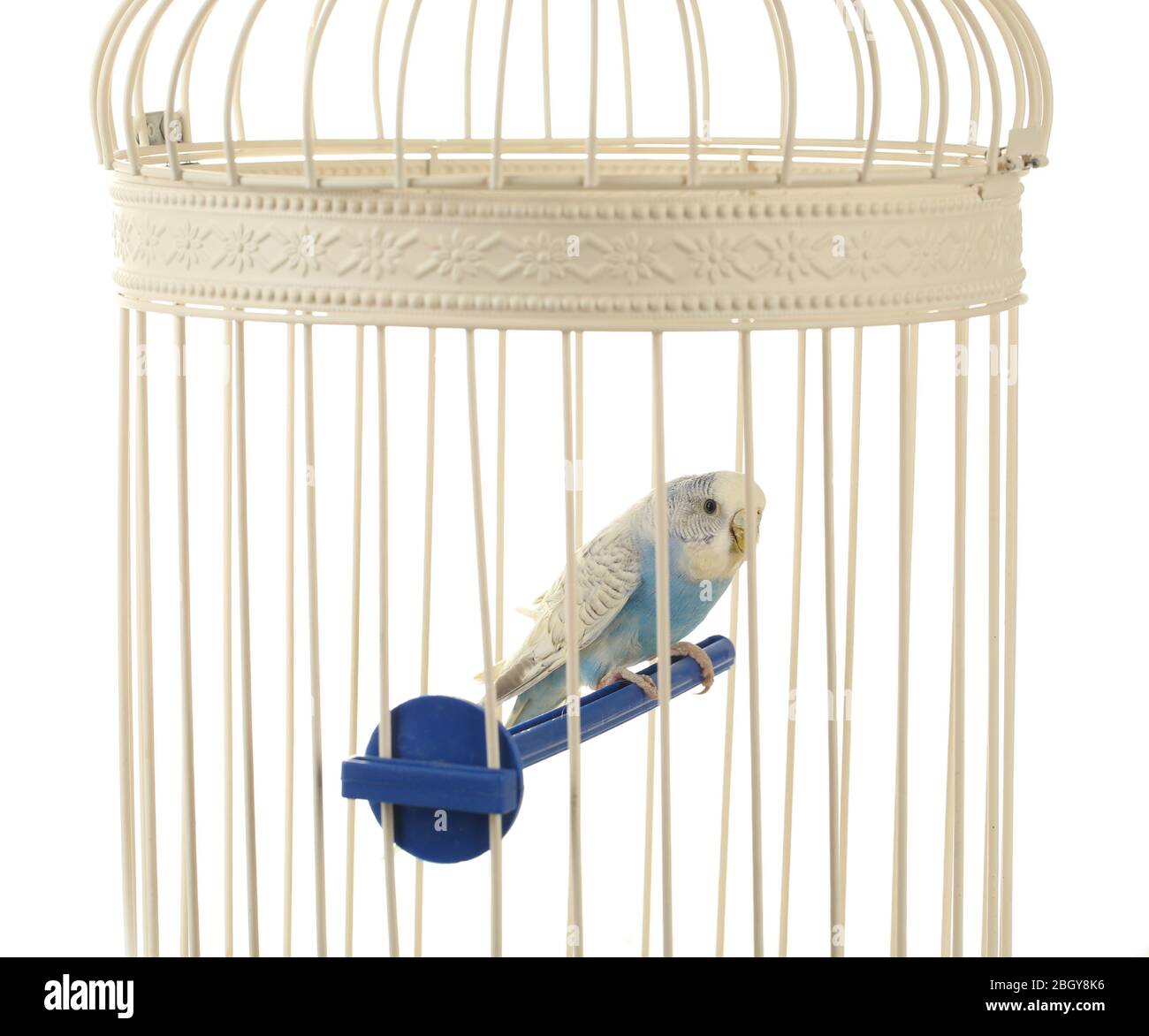 Cute blue budgie in cage on white background Stock Photo - Alamy