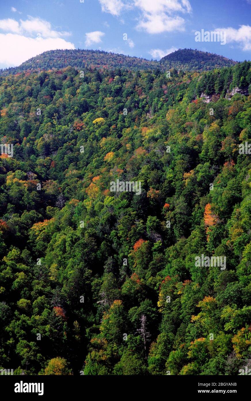 Forest slope in Kaaterskill Clove, Kaaterskill Wild Forest, Catskill ...