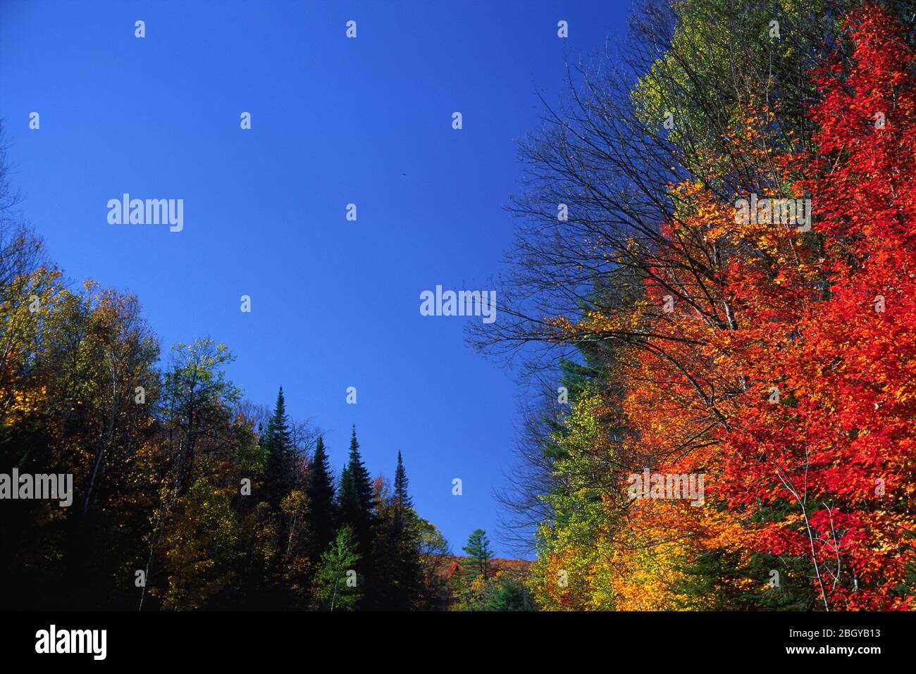 Autumn forest, Adirondack Park, New York Stock Photo - Alamy