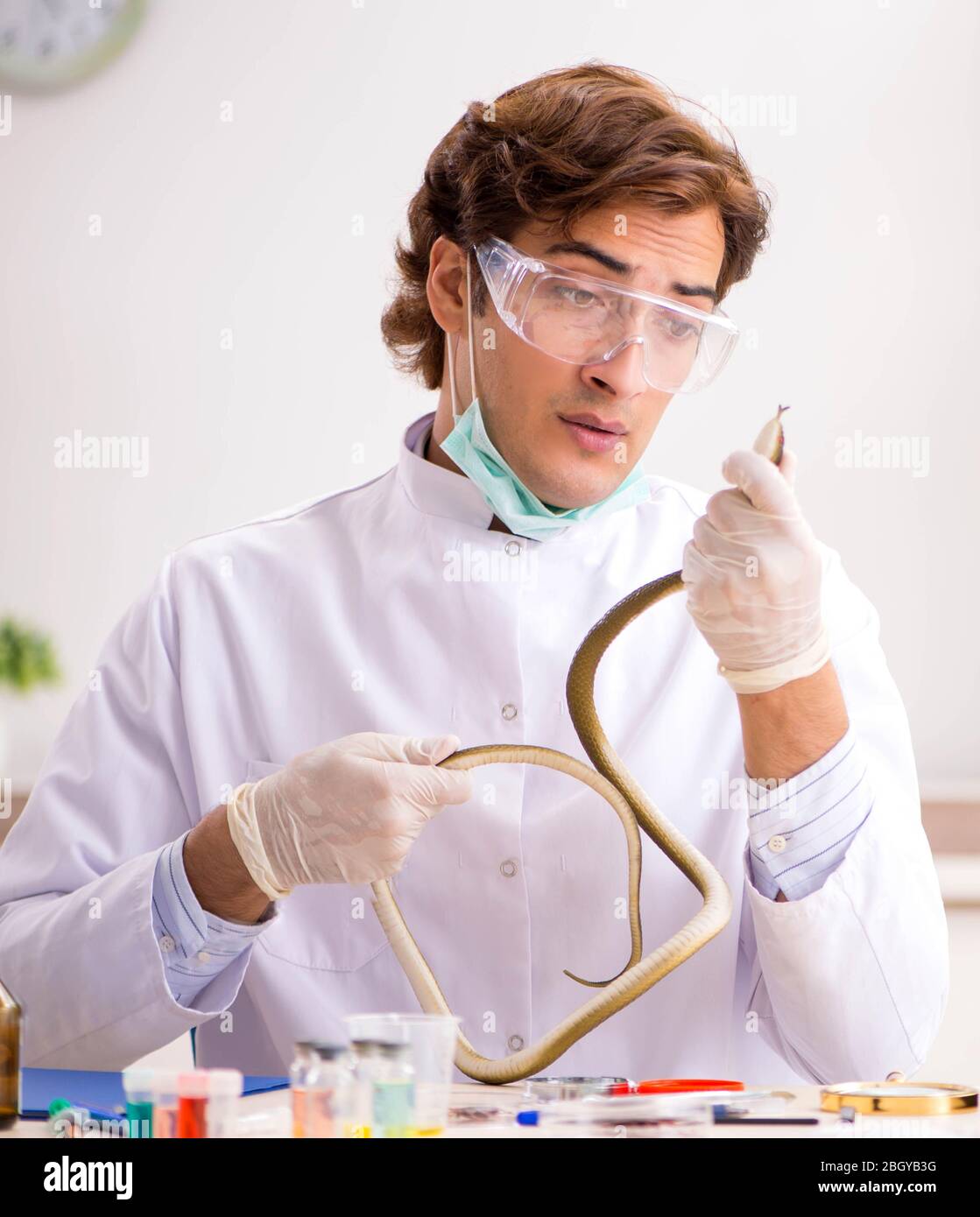The male scientist extracting poison from snake for drug synthesis ...