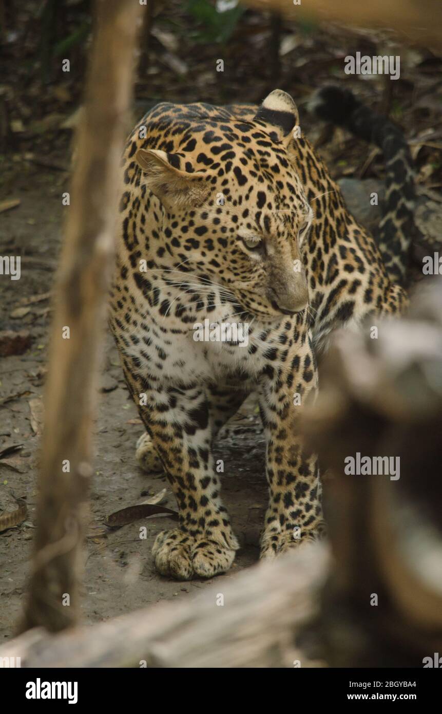 one of the five big cats in the genus Panthera. It is a member of the ...