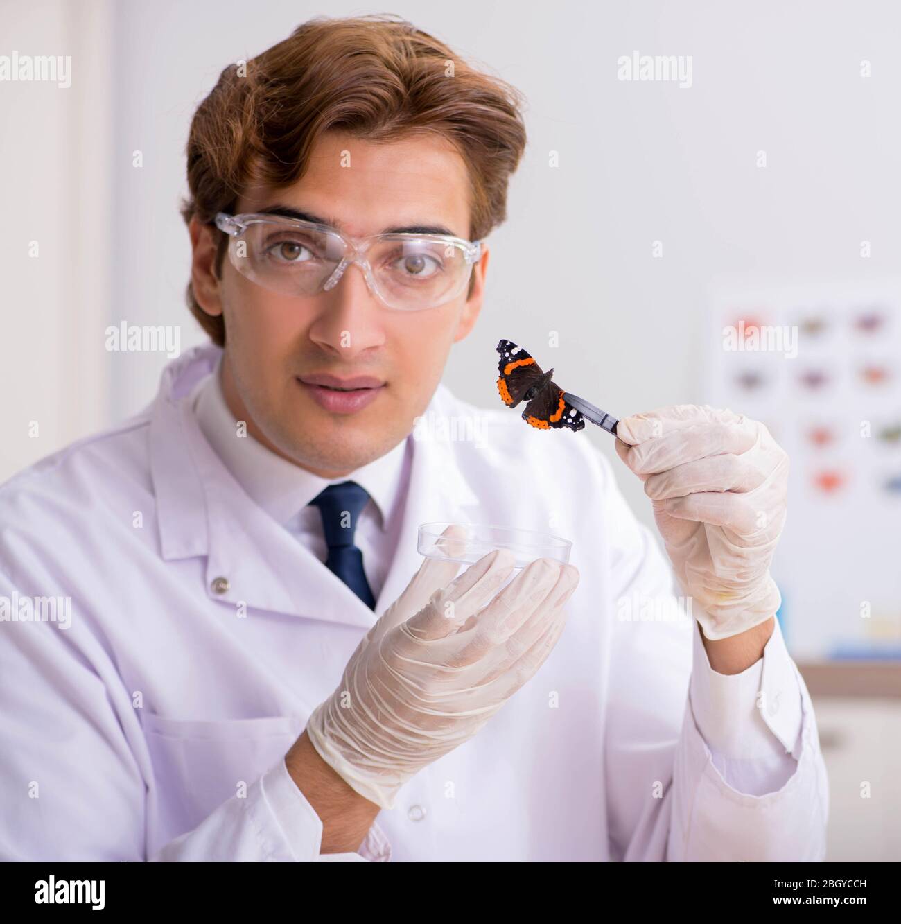 The scientist entomologist studying new butterfly species Stock Photo ...