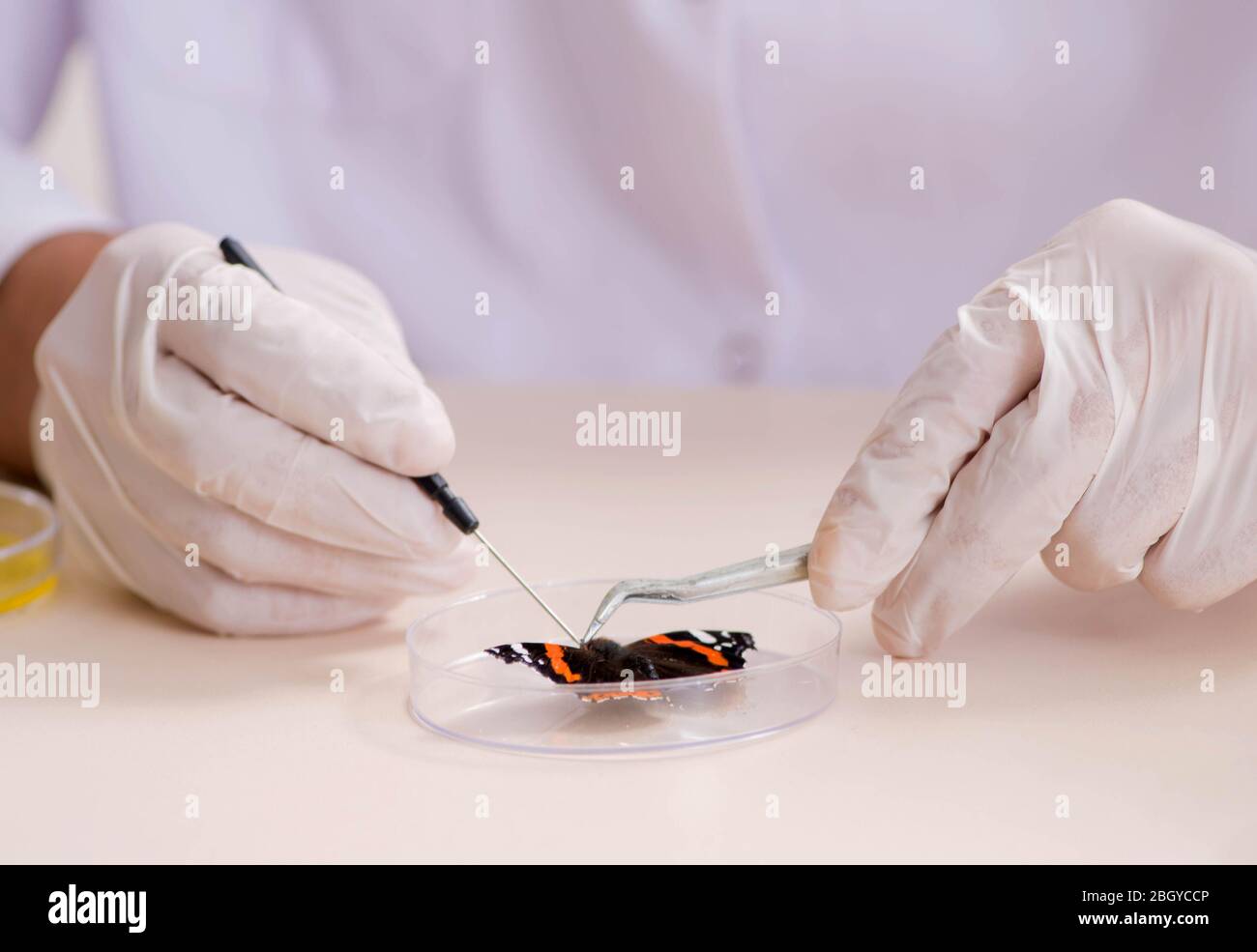 The scientist entomologist studying new butterfly species Stock Photo ...