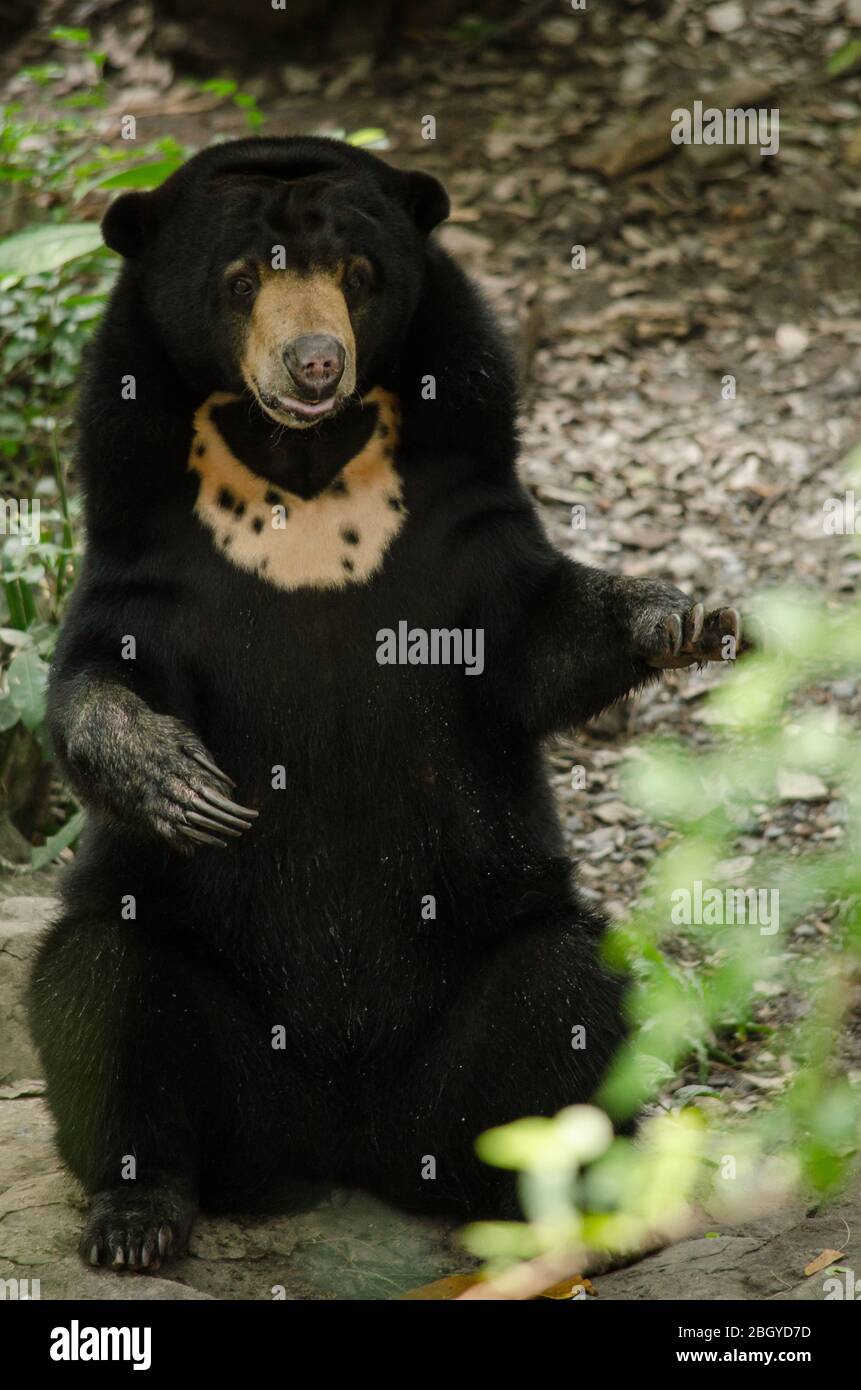 malayun sun bear is dangerous species in forest ,thailand and it have ...