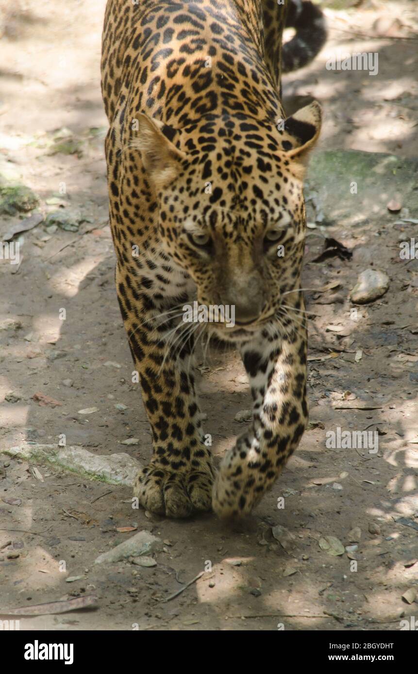 one of the five big cats in the genus Panthera. It is a member of the ...