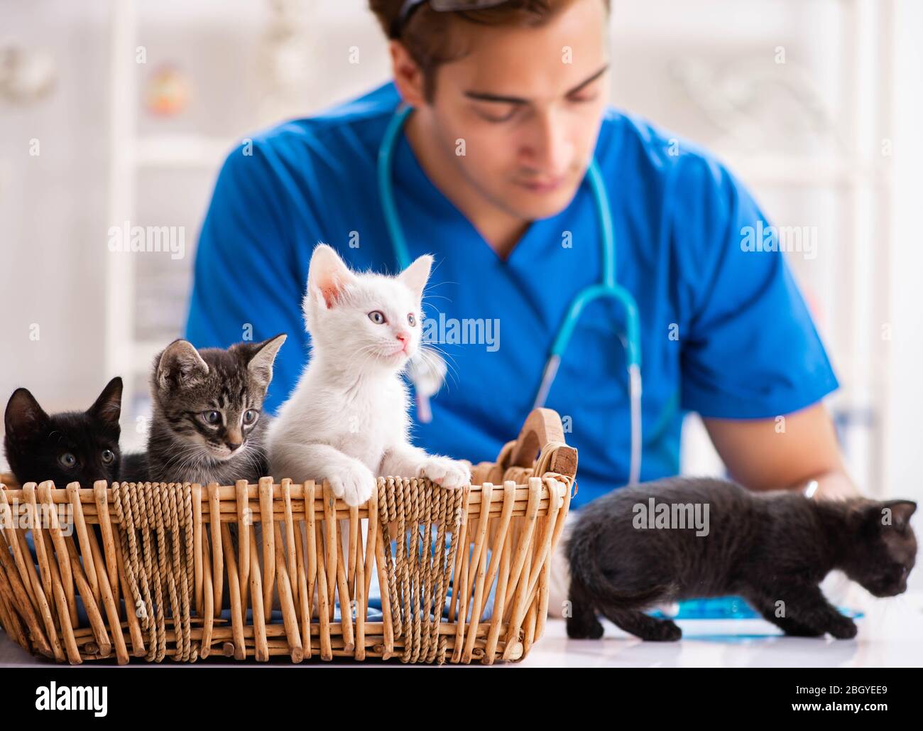 The vet doctor examining kittens in animal hospital Stock Photo - Alamy