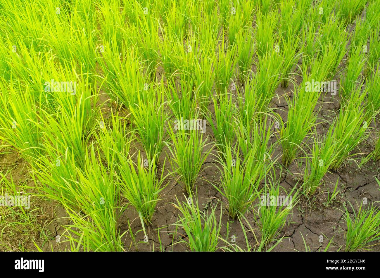 Oryza sativa is the plant species most commonly referred to in English ...