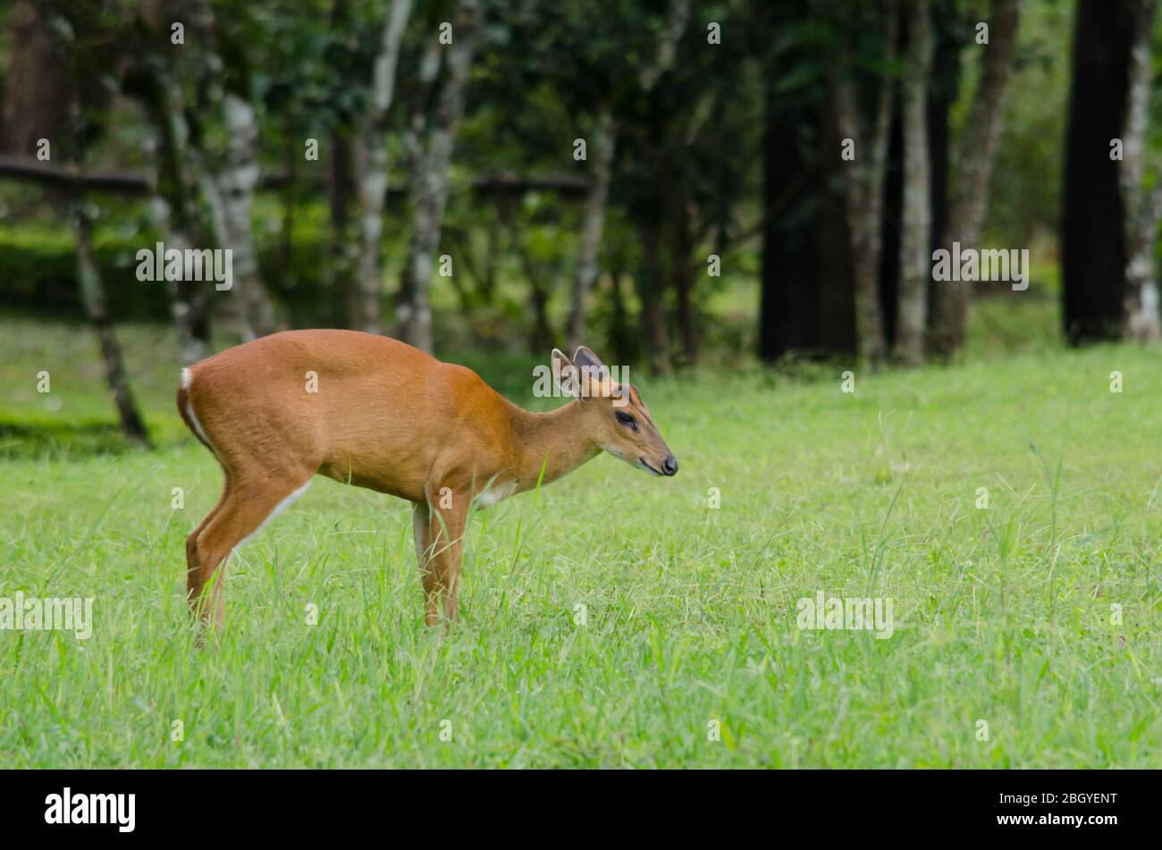 The red Muntjac is a species of China, Laos, Myanmar, Thailand and ...