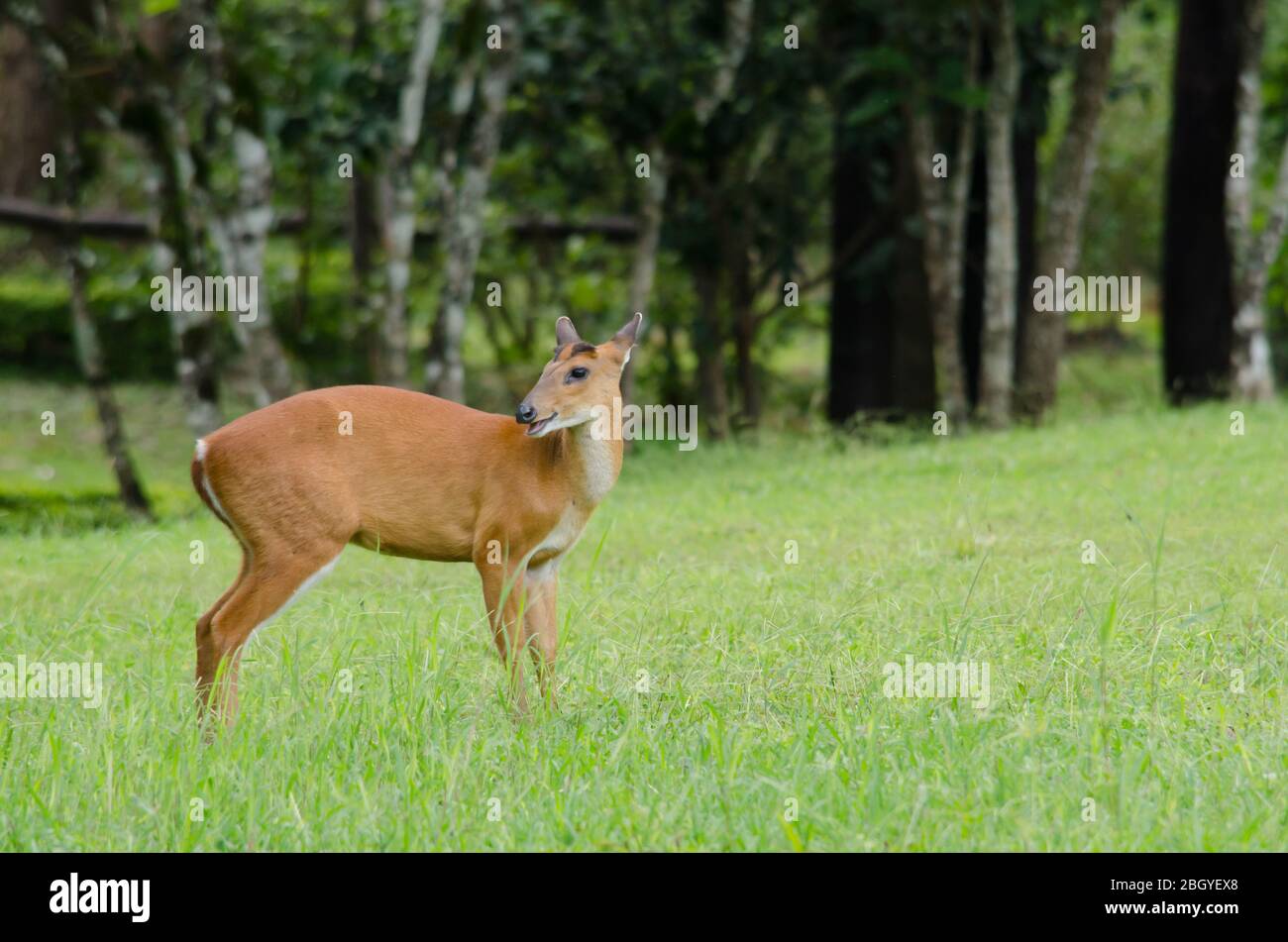 The red Muntjac is a species of China, Laos, Myanmar, Thailand and ...