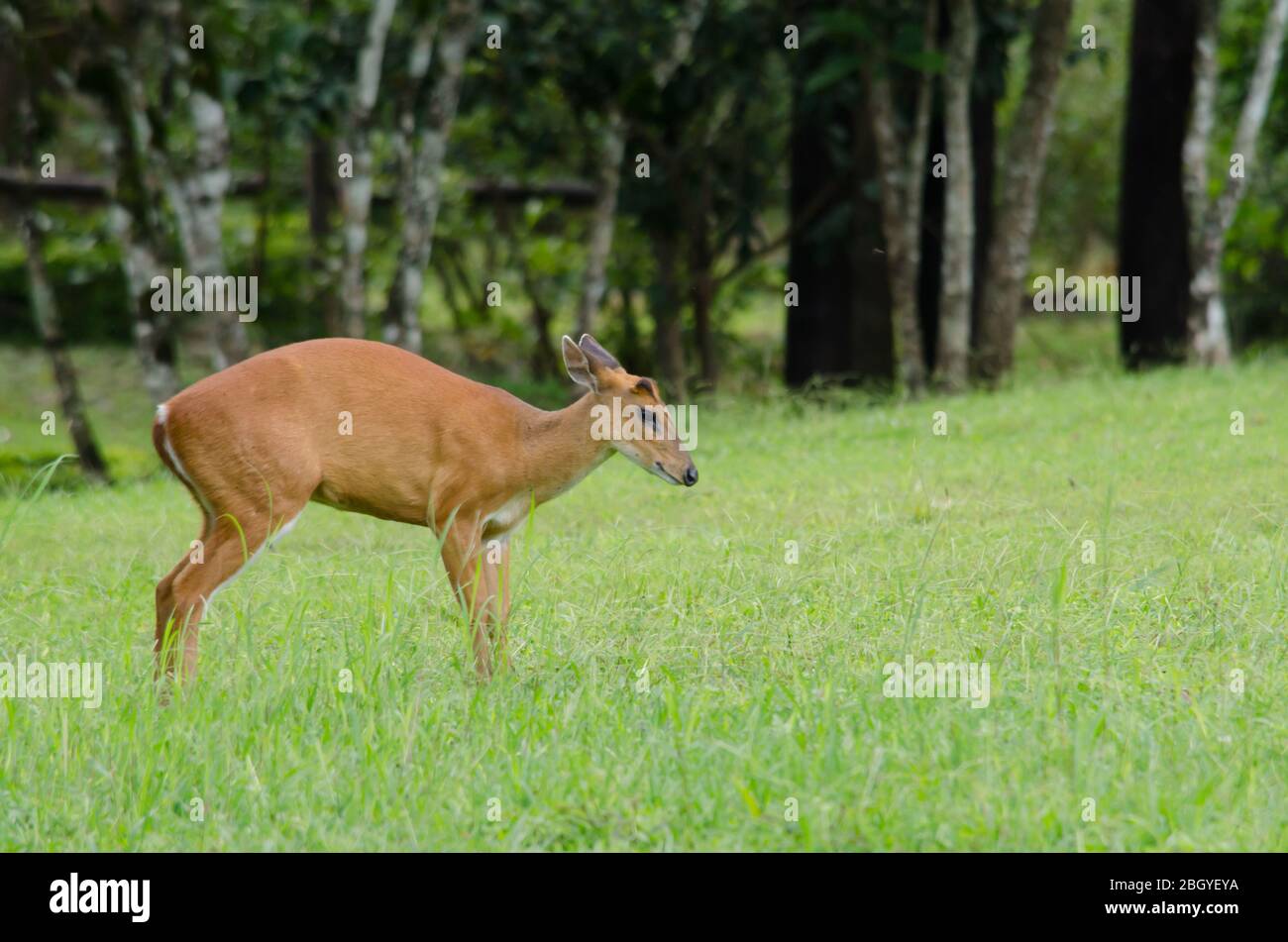 The red Muntjac is a species of China, Laos, Myanmar, Thailand and ...