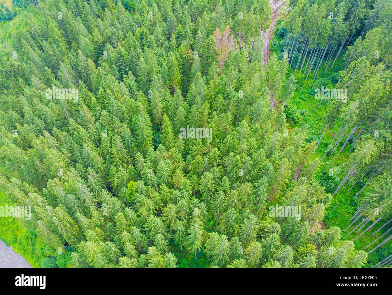 Aerial view dense evergreen forest hi-res stock photography and images - Alamy