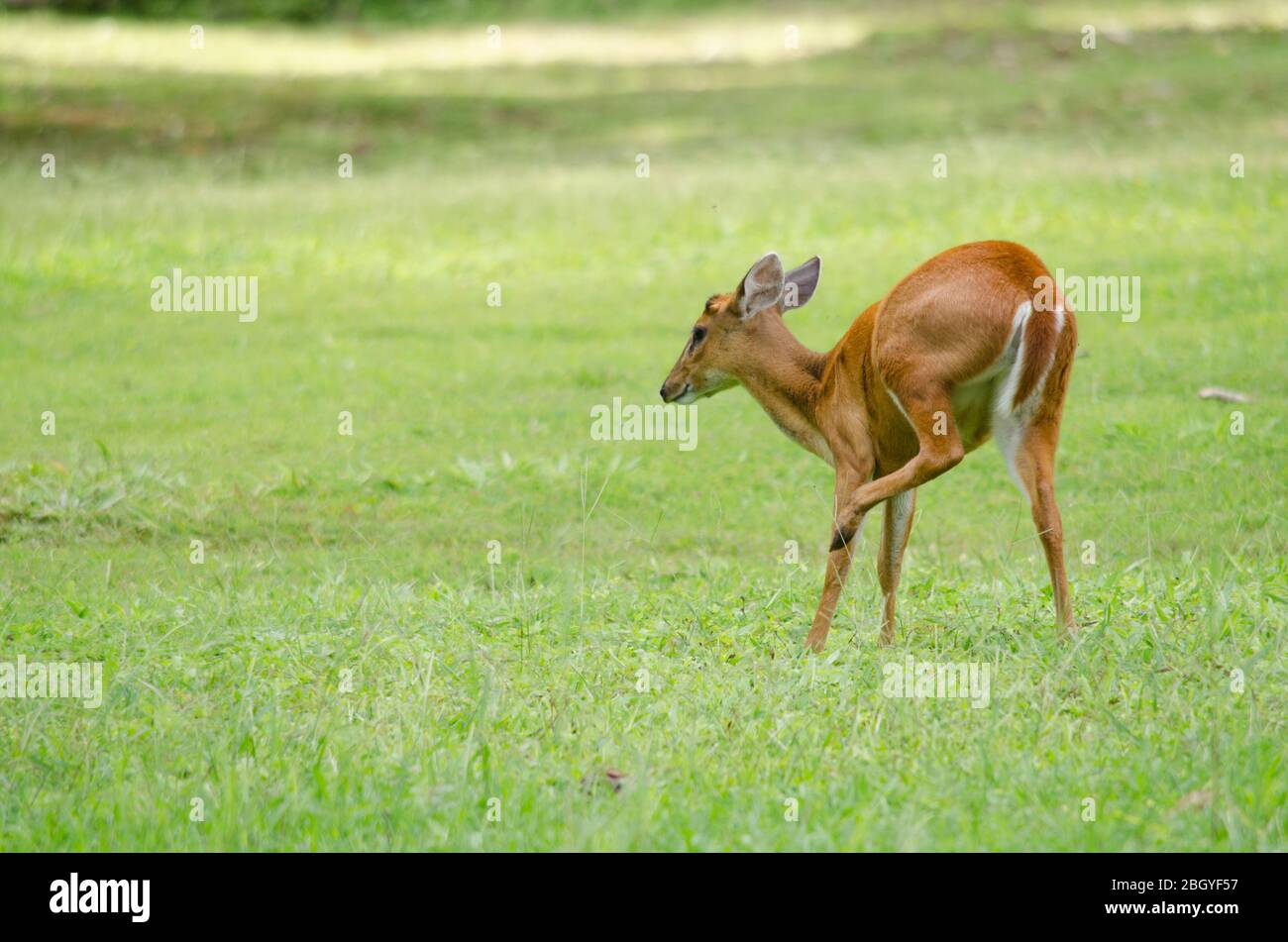 Deer of myanmar hi-res stock photography and images - Alamy