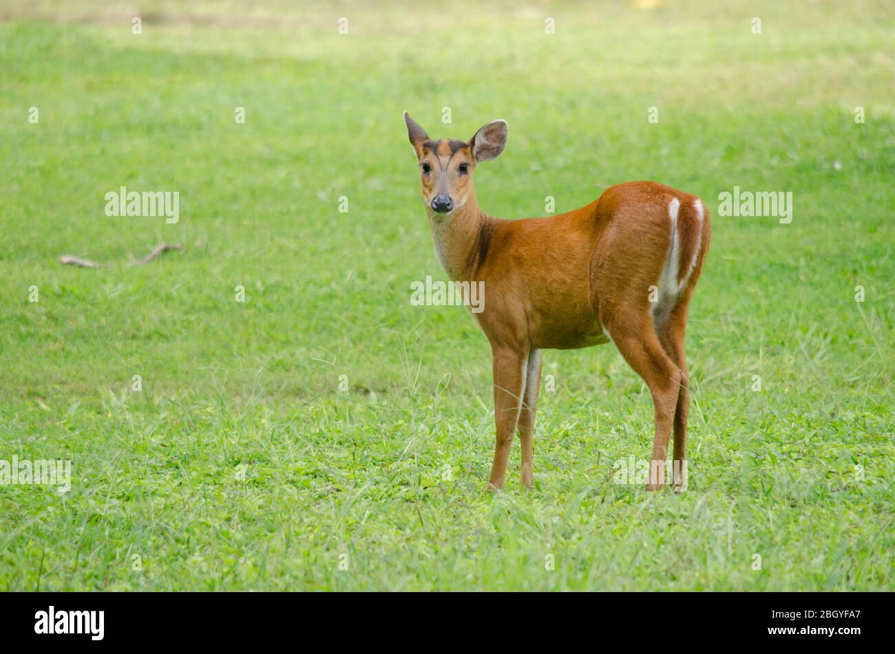 The red Muntjac is a species of China, Laos, Myanmar, Thailand and ...