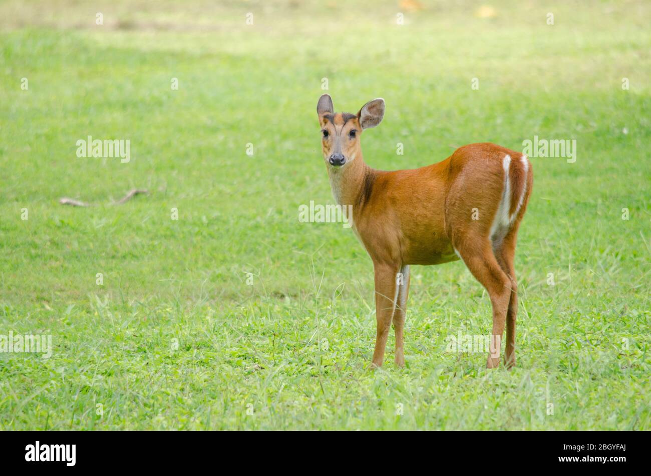 The red Muntjac is a species of China, Laos, Myanmar, Thailand and ...