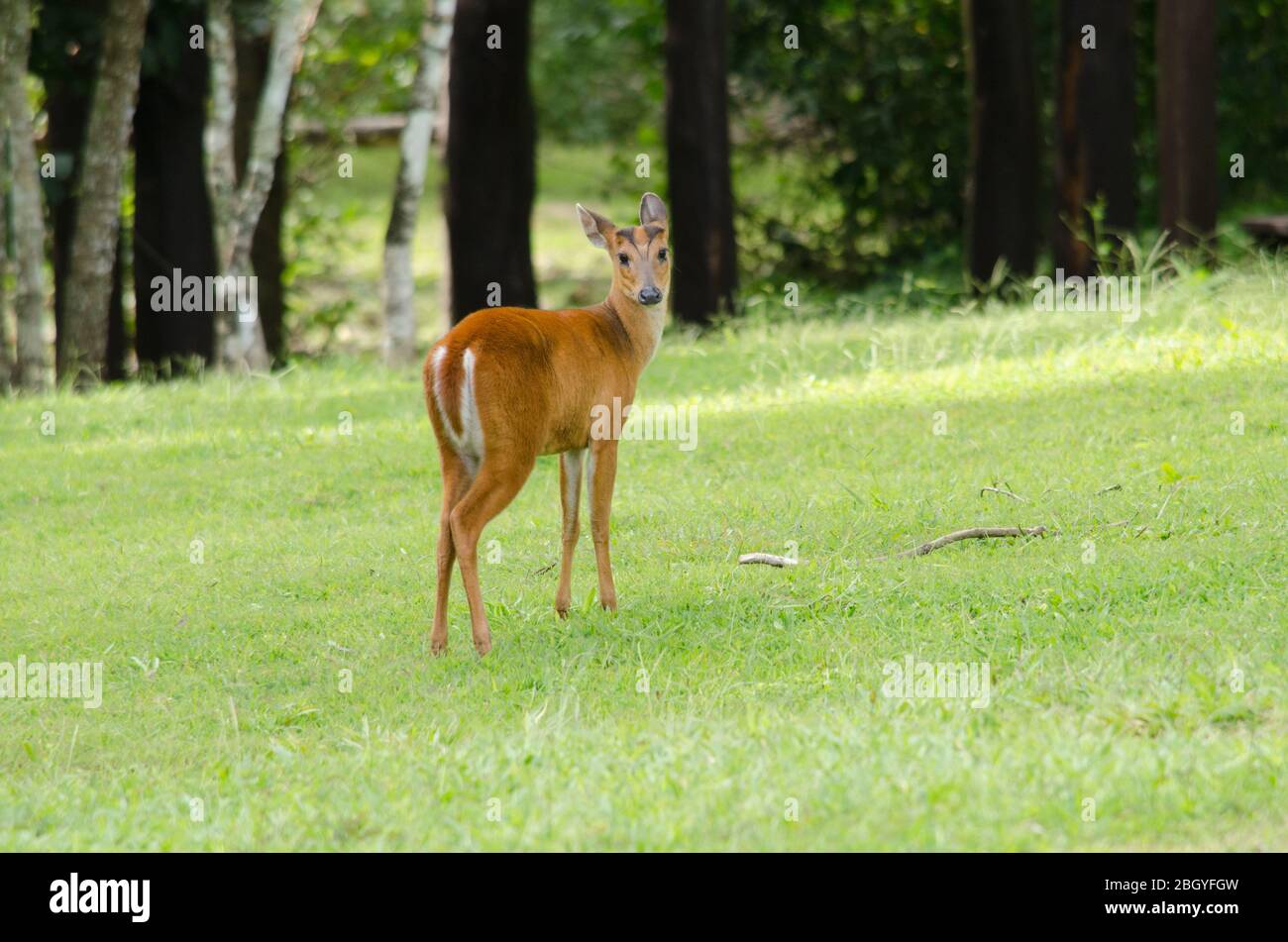 The red Muntjac is a species of China, Laos, Myanmar, Thailand and ...