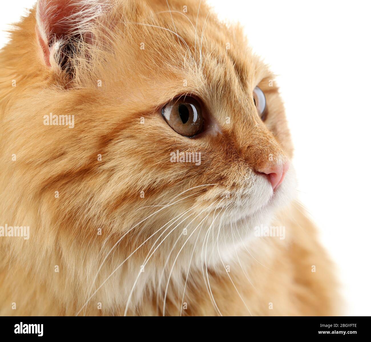 Portrait of red cat on white background Stock Photo - Alamy