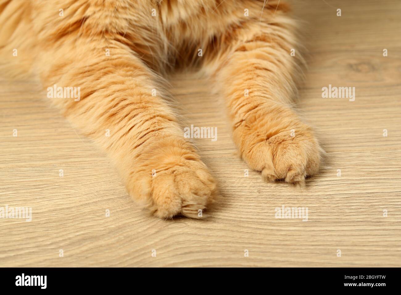 Paws of red cat on wooden floor background Stock Photo - Alamy